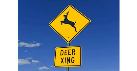 Deer Driving Safety Tips (10/21/2015) - Press Releases - Camden County ...